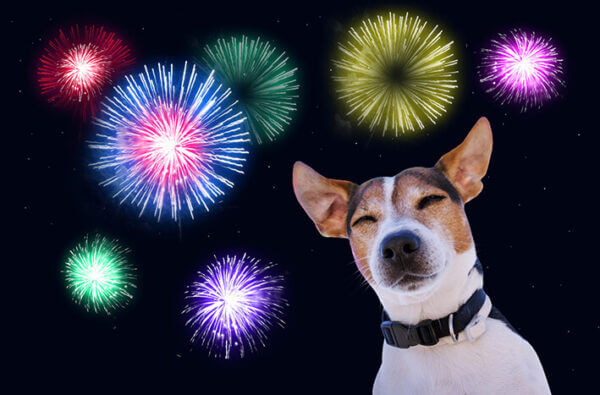 Silvester Hund→ mit Käseknochen ist er ganz entspannt!